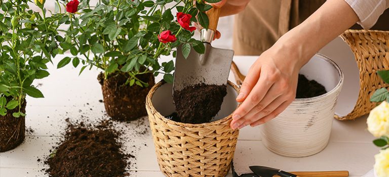 How to Grow Roses Indoors - Full Guide by Fantastic Gardeners