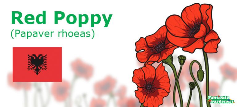 European National Flowers | COMPLETE List by Fantastic Gardeners