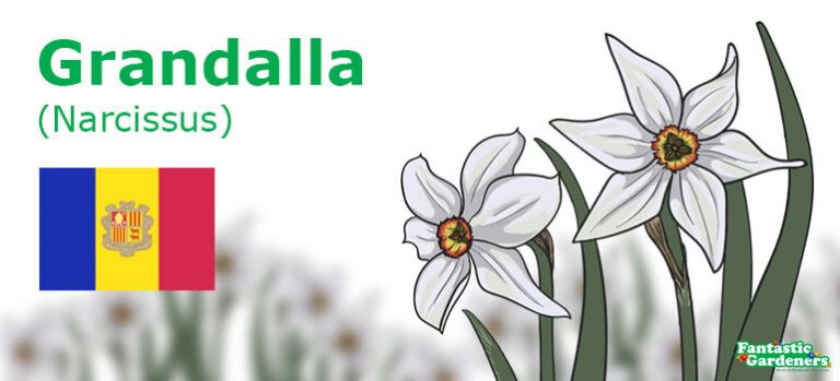 European National Flowers | COMPLETE List by Fantastic Gardeners