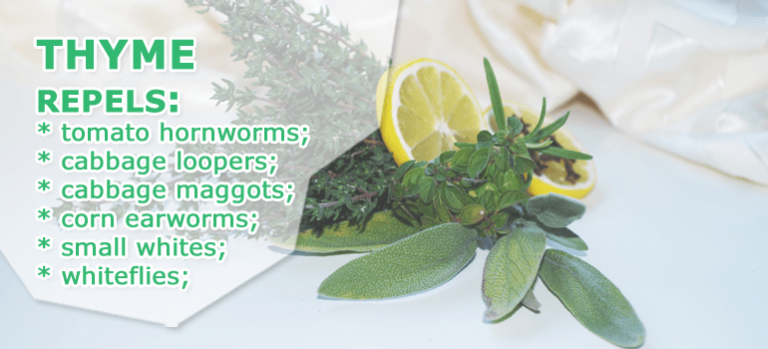 Chase the Bugs! 24 Plants That Repel Insects (For Good)