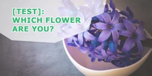What Flower Am I? - Personality Quiz - Fantastic Gardeners UK
