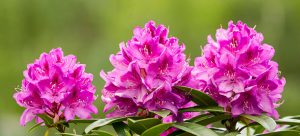 Poisonous Plants: 17 Toxic Plants In Your Garden - Fantastic Gardeners