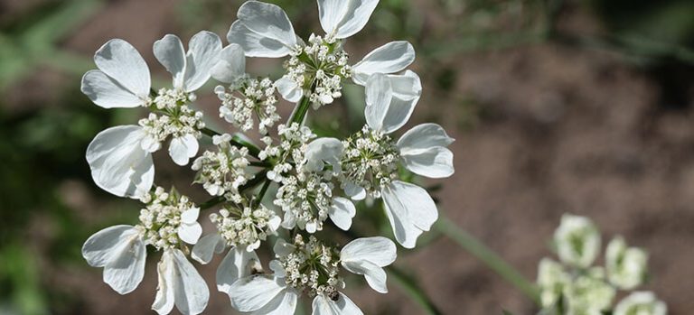 Poisonous Plants: 17 Toxic Plants In Your Garden - Fantastic Gardeners