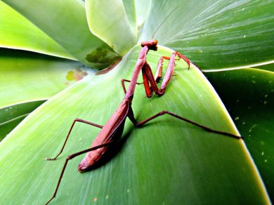 14 Beneficial Insects for Your Garden (Pictures Included) - FG UK