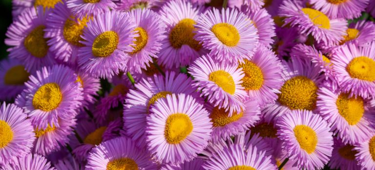 11 Blooming Flowers for Your October Wedding Bouquet UK