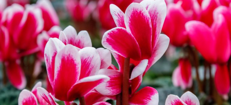 11 Blooming Flowers for Your October Wedding Bouquet UK