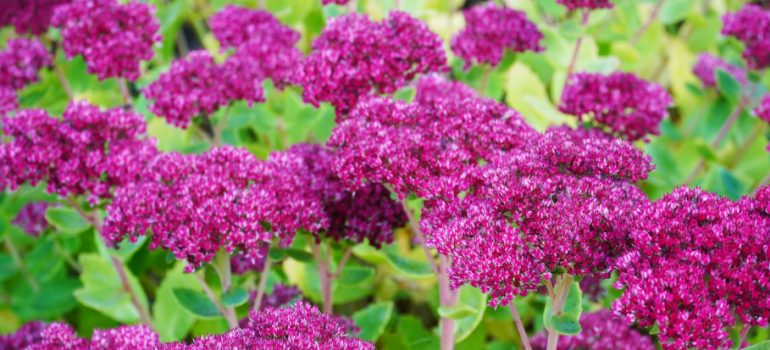 11 Blooming Flowers for Your October Wedding Bouquet UK