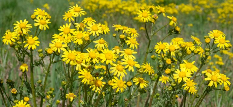 Invasive Plants in UK | FREE Infographics by Fantastic Gardeners