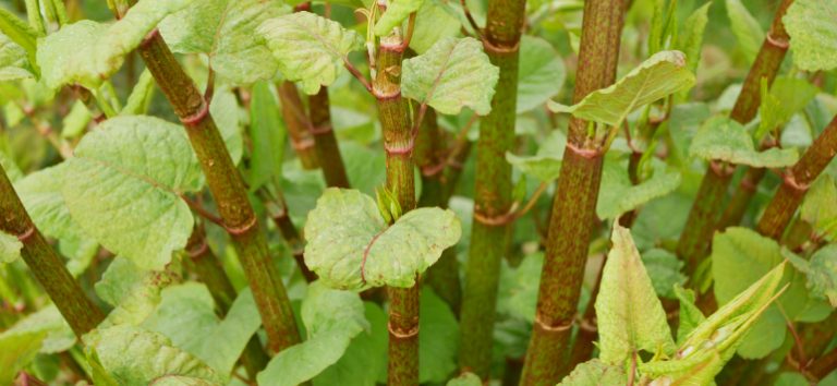 Invasive Plants in UK | FREE Infographics by Fantastic Gardeners