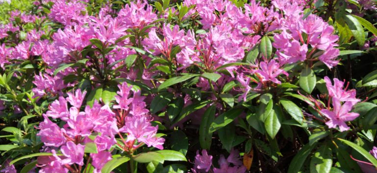 Invasive Plants in UK | FREE Infographics by Fantastic Gardeners