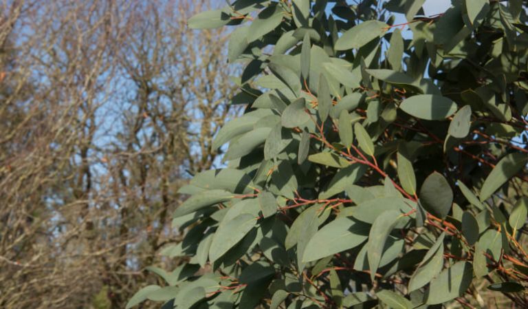 10 Ideal Evergreen Trees for Small Gardens - Fantastic Gardeners