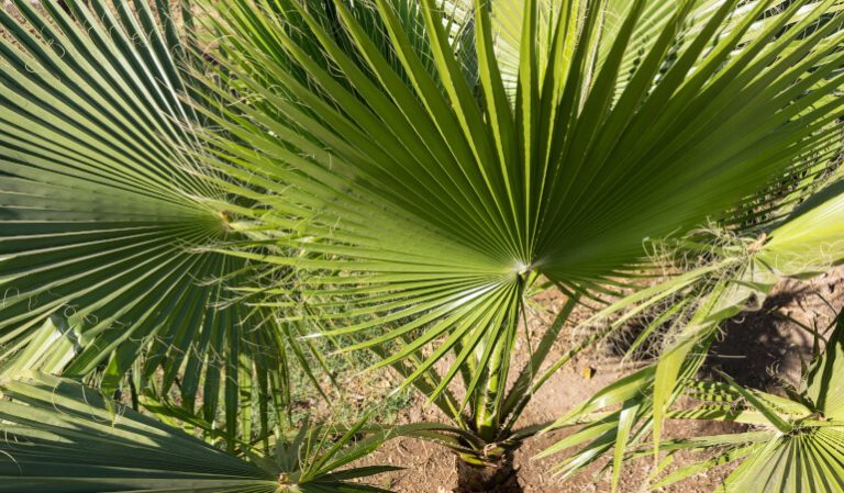 10 Ideal Evergreen Trees for Small Gardens - Fantastic Gardeners