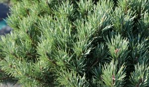 10 Ideal Evergreen Trees for Small Gardens - Fantastic Gardeners