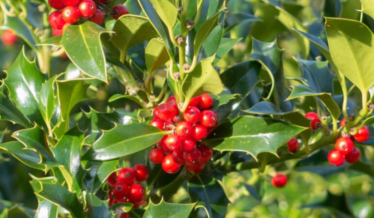 12 Popular Christmas Plants and How to Look After Them - FG UK