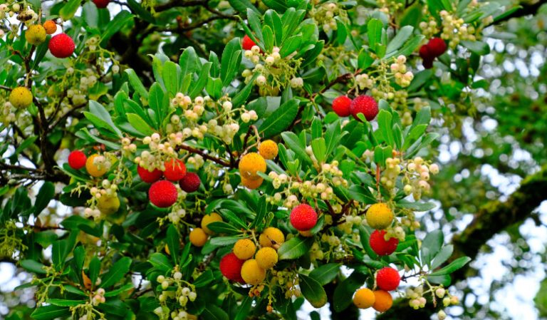 10 Ideal Evergreen Trees for Small Gardens - Fantastic Gardeners