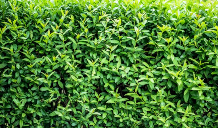 The Best Tall-Potted Plants for Privacy - Fantastic Gardeners