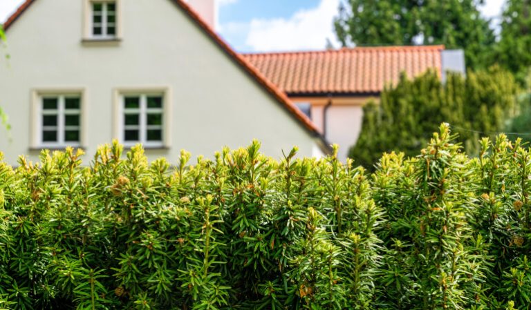 9 Fast-Growing Hedges for Privacy - Fantastic Gardeners Blog UK