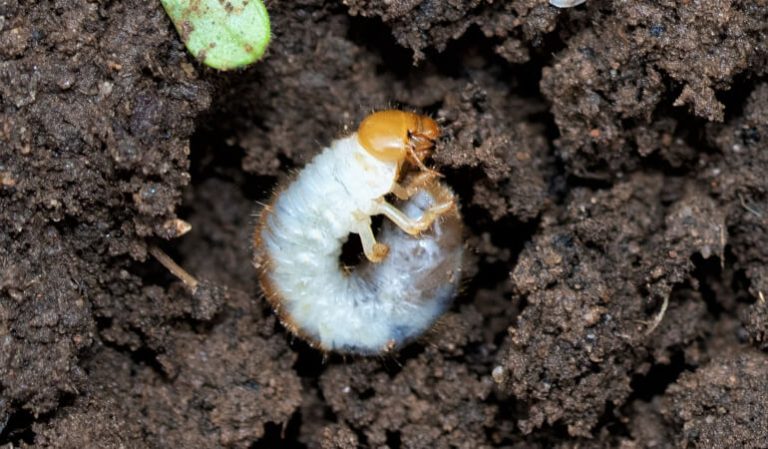 Grubs in Lawn: Identification, Treatment & More - Fantastic Gardeners