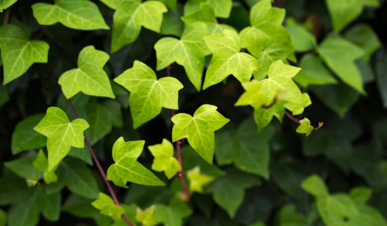 7 Evergreen Climbers for Shade - Fantastic Gardeners Blog UK
