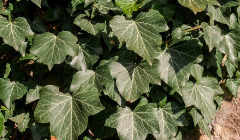 7 Evergreen Climbers for Shade - Fantastic Gardeners Blog UK