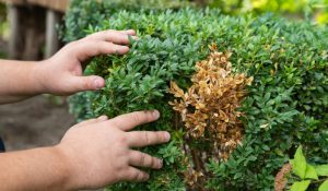 Box Blight: Causes, Symptoms & Treatment - Fantastic Gardeners