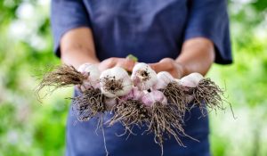 Guide to Garlic Growing - Explained by Fantastic Gardeners UK