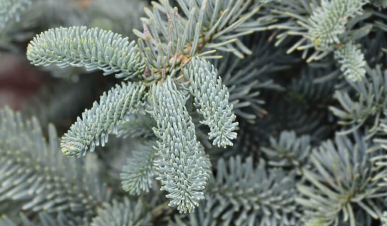 Which Xmas Tree Does Not Shed Needles? - Fantastic Gardeners