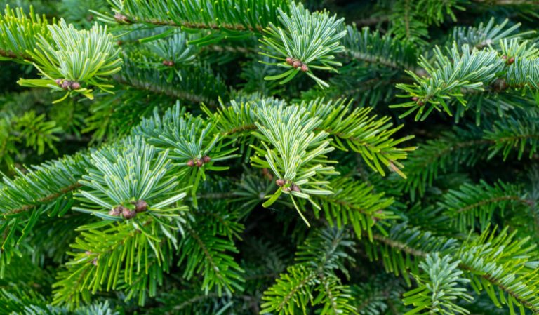 Which Xmas Tree Does Not Shed Needles? - Fantastic Gardeners
