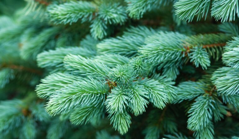 Which Xmas Tree Does Not Shed Needles? - Fantastic Gardeners