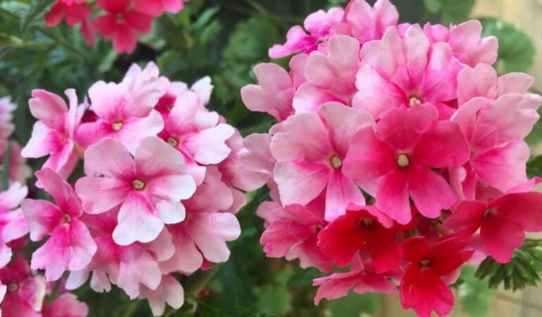 8 Great Cascading Flowers to Plant in Your Window Boxes - FG UK
