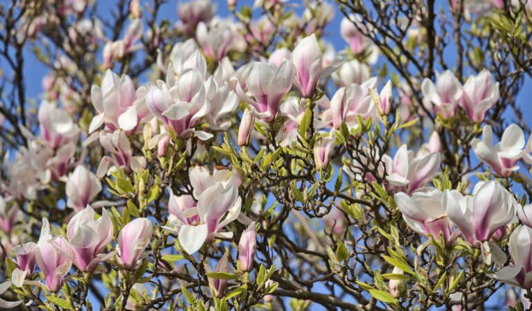When to Prune Magnolia Trees for Optimal Growth? - FG UK