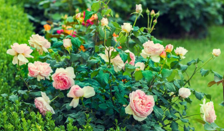Moving a Rose Bush Without Killing It - Tips by Fantastic Gardeners